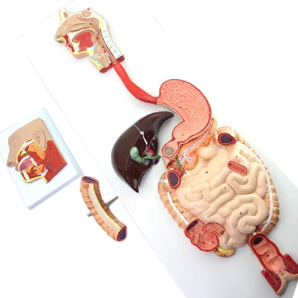 Digestive System Model – IBMC EduHub