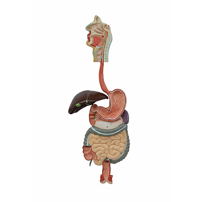 Digestive System Model – IBMC EduHub