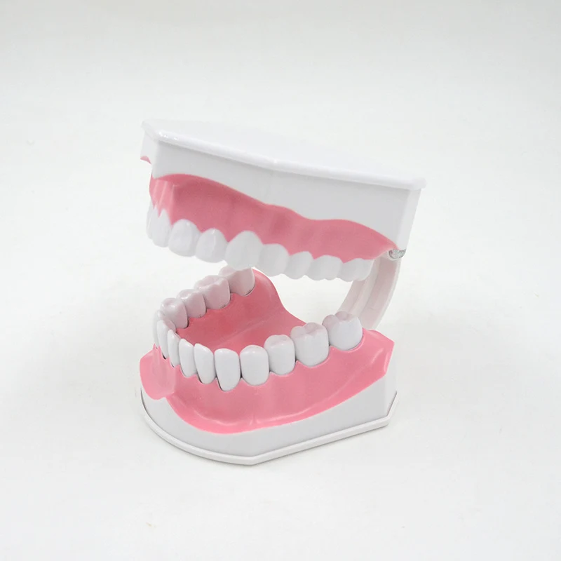 Teeth Model (L) – IBMC EduHub