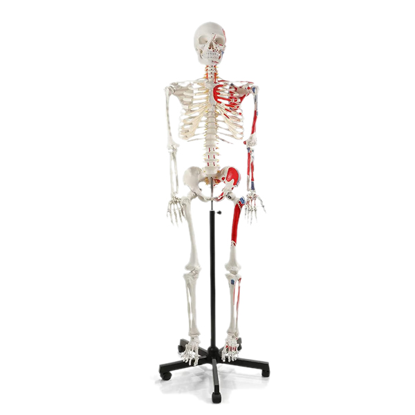 Human Skeleton Model – IBMC EduHub